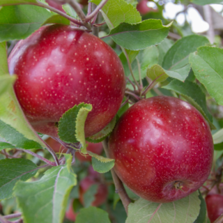 Red Rome Apples | D & D Gilbert Orchards | Our
