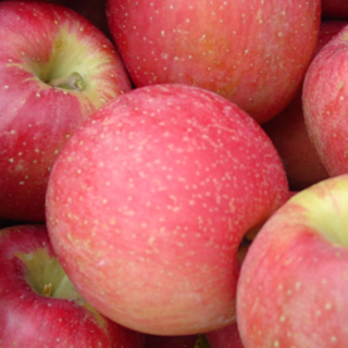EverCrisp Apples | D & D Gilbert Orchards | Our